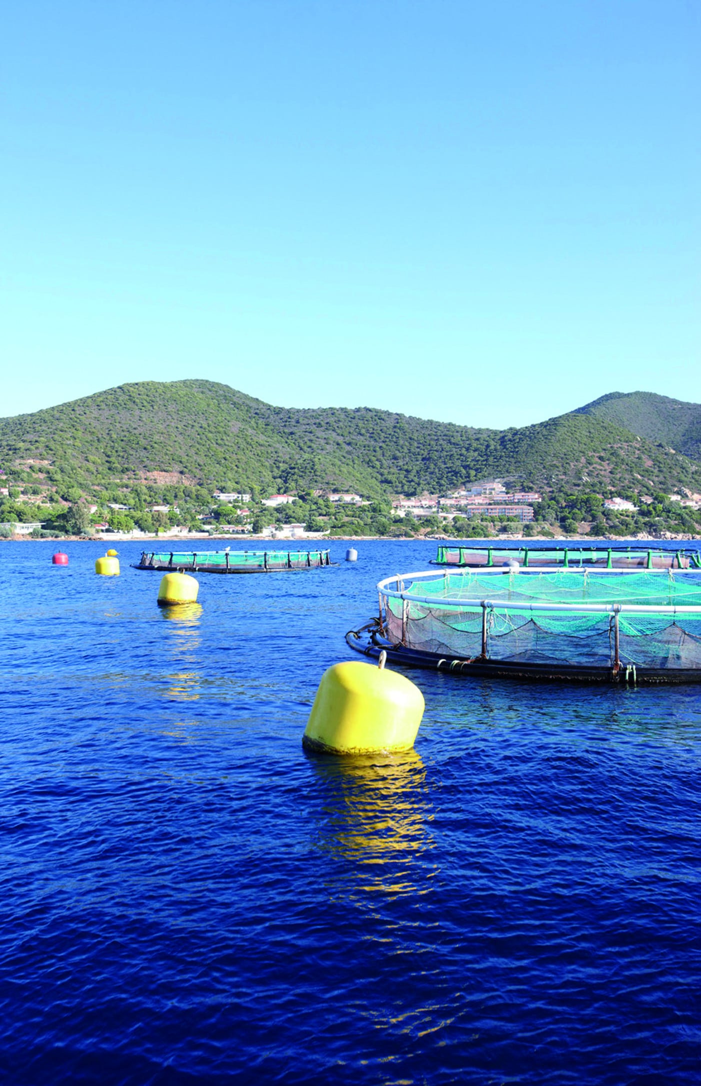 Elevage de poisson, tout sur la pisciculture - Atelier Poisson
