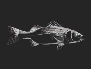 Le bar, poisson bar ou loup, poids et durée d'élevage – Atelier Poisson